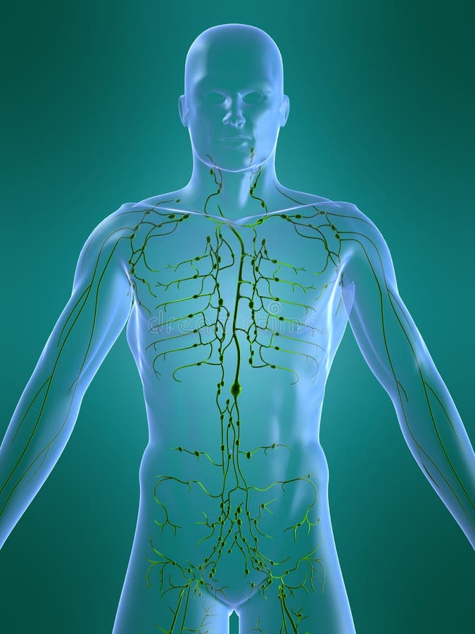 Lymphatic system stock illustration. Illustration of three - 1677576
