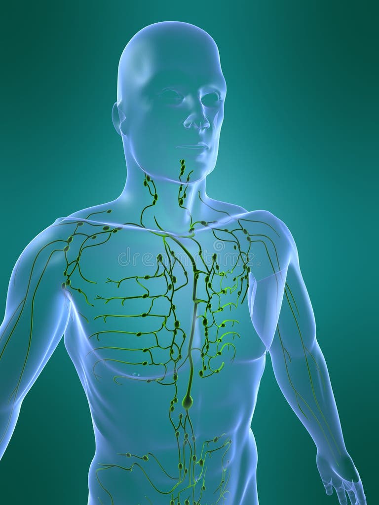 Human Lymphatic System Stock Illustrations – 2,288 Human Lymphatic ...