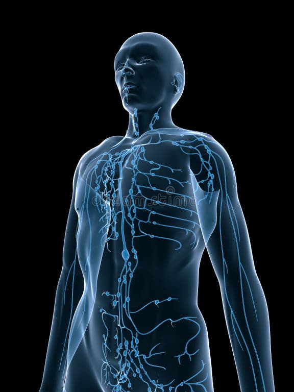 Lymphatic system stock illustration. Illustration of medical - 5564049