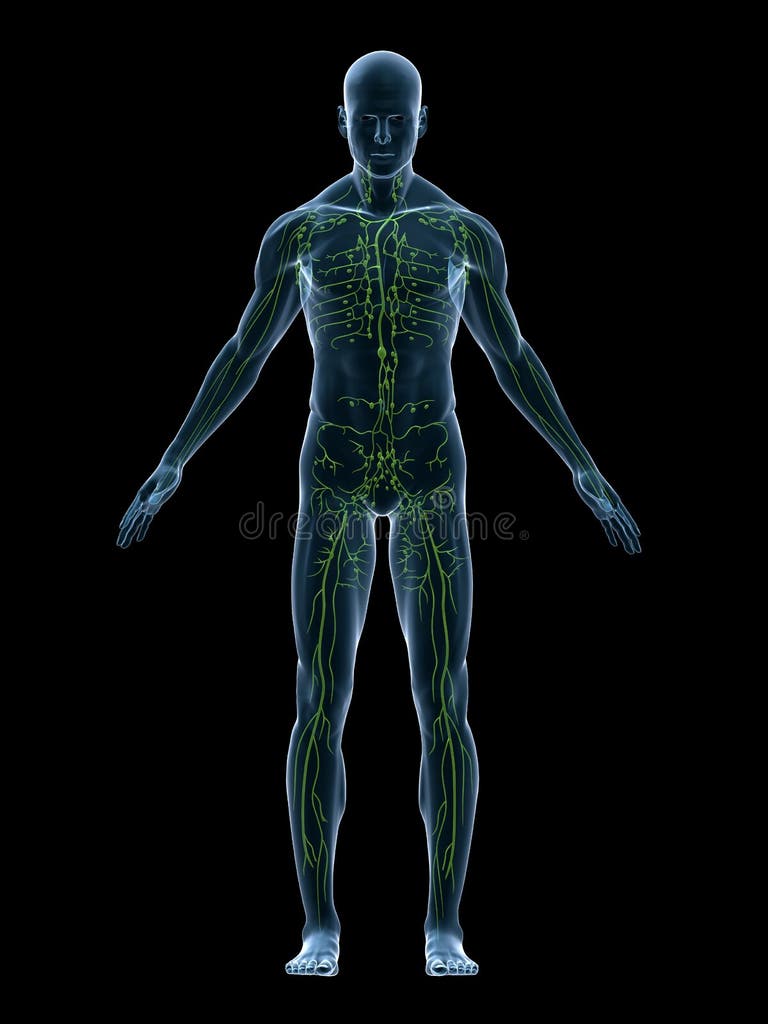 Human Lymphatic System Stock Illustrations – 2,228 Human Lymphatic ...