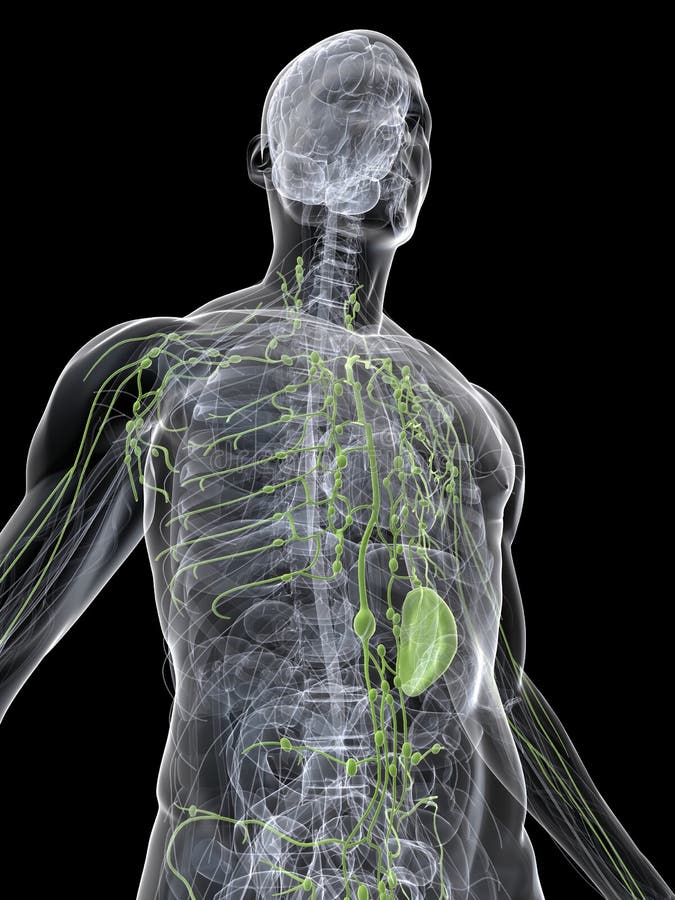 Lymphatic system stock illustration. Illustration of intestine - 5604969