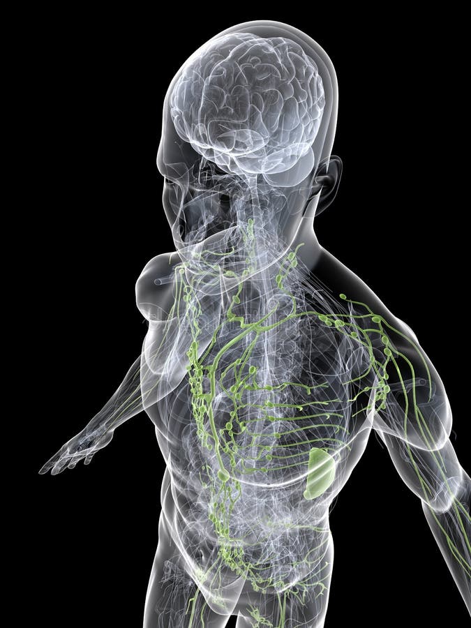 Colon - lymphatic drainage stock vector. Illustration of drainage ...