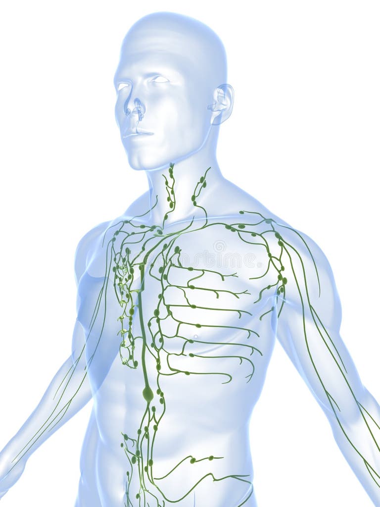 Lymphatic System 3d Stock Illustrations – 1,224 Lymphatic System 3d ...