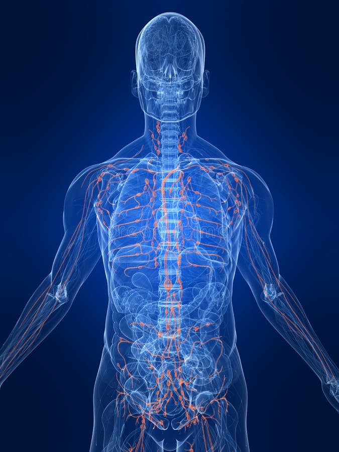 Lymphatic system stock illustration. Illustration of gland - 1454318
