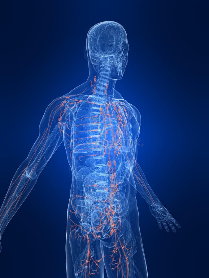 Highlighted nerve system stock illustration. Illustration of anatomical ...