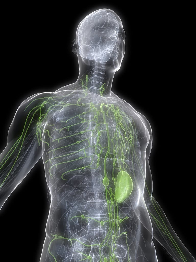 Highlighted Lymphatic System Stock Illustrations – 56 Highlighted ...