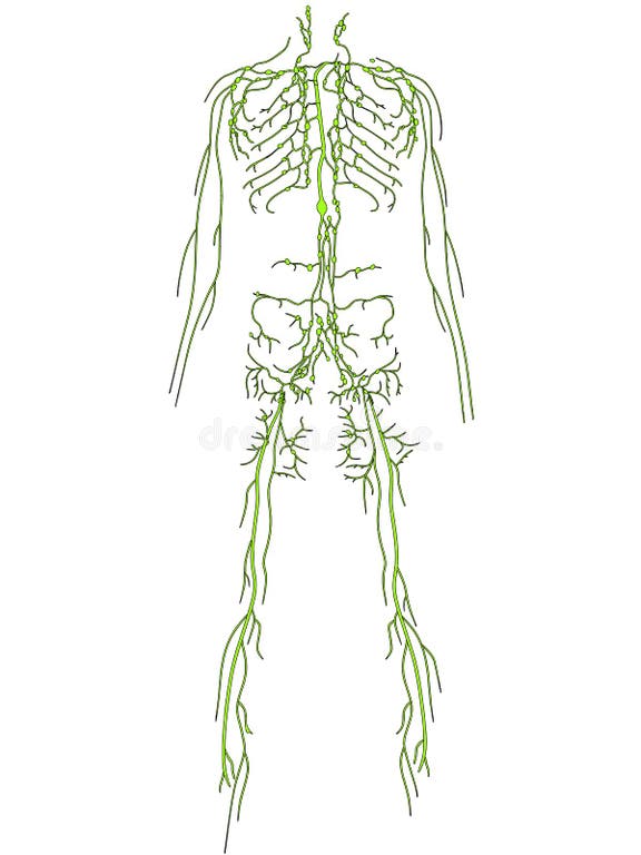 Human Lymphatic System Stock Illustrations – 2,288 Human Lymphatic ...