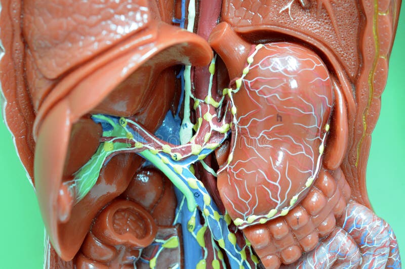 Lymphatic system stock image. Image of hospital, health - 43291739