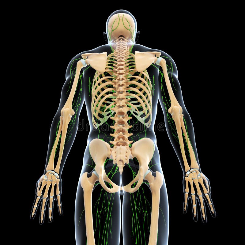 Lymphatic System with Back Side of Skeleton Stock Illustration ...