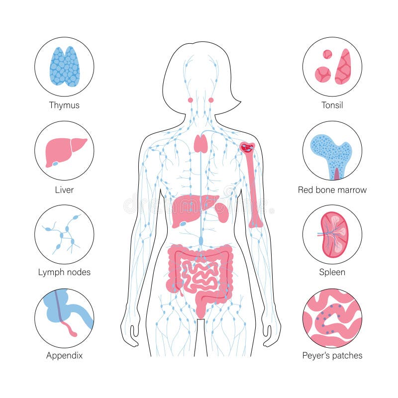 Digestive Lymphatic System Stock Illustrations – 466 Digestive ...