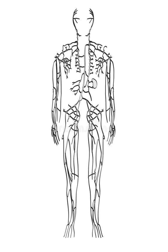 Lymphatic system stock illustration. Illustration of lymphatic - 70186235