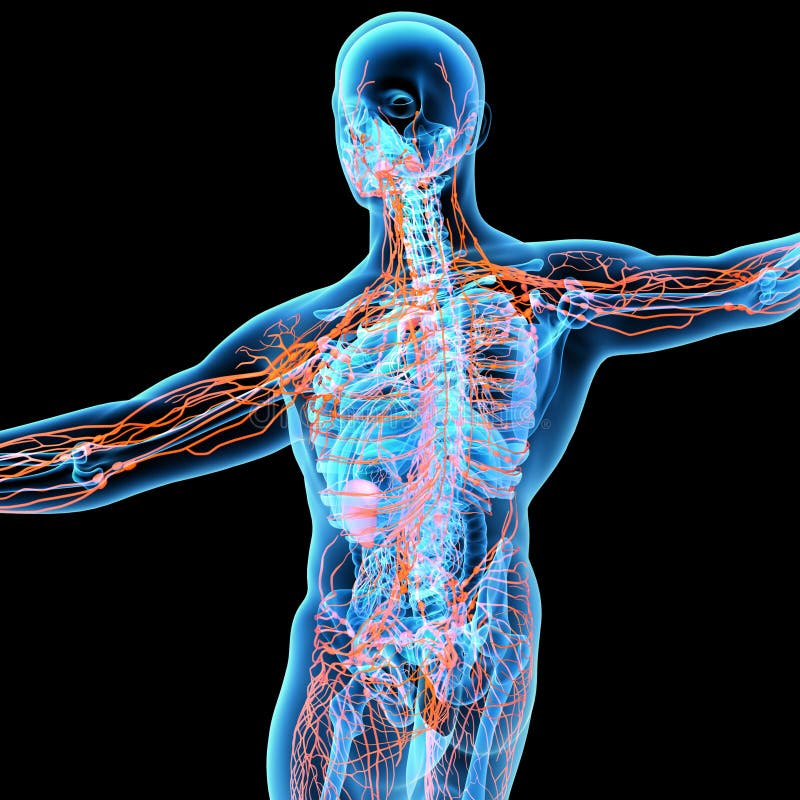 Lymphatic system stock illustration. Illustration of vessel - 35322959