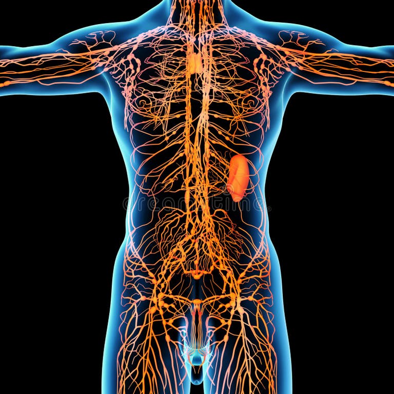 Lymphatic system stock illustration. Illustration of organs - 35035553