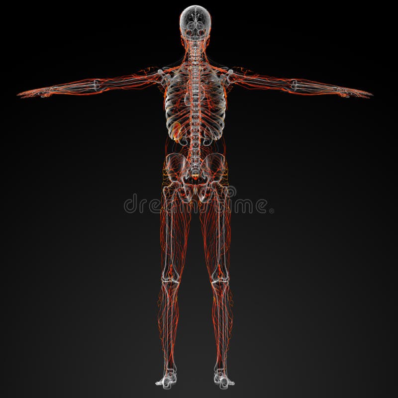 Lymphatic system stock illustration. Illustration of human - 5564642