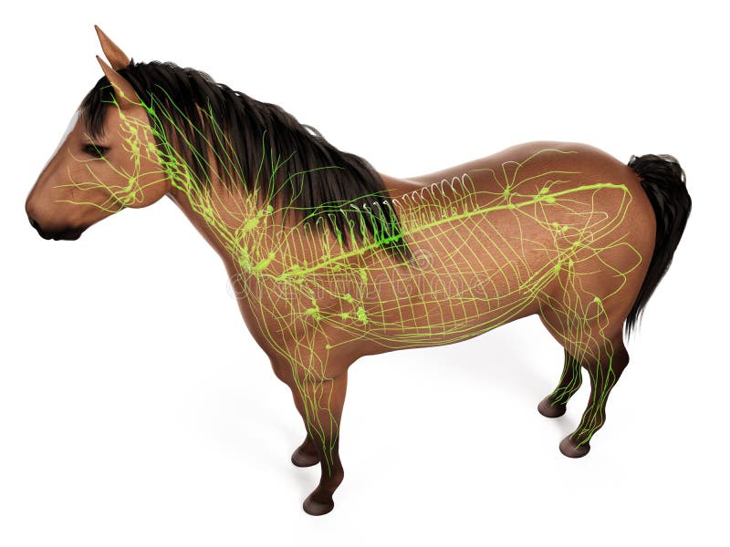 The lymphatic system stock illustration. Illustration of zoology ...