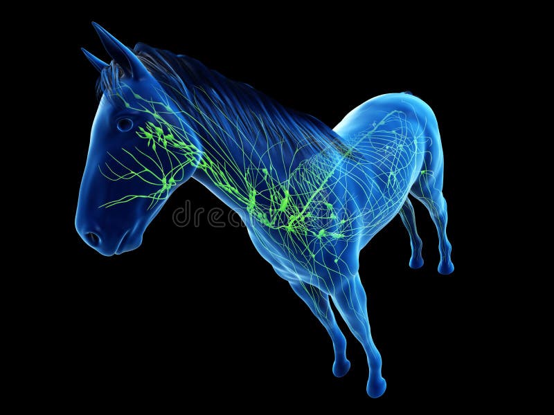 Equine Lymph Stock Illustrations – 20 Equine Lymph Stock Illustrations ...