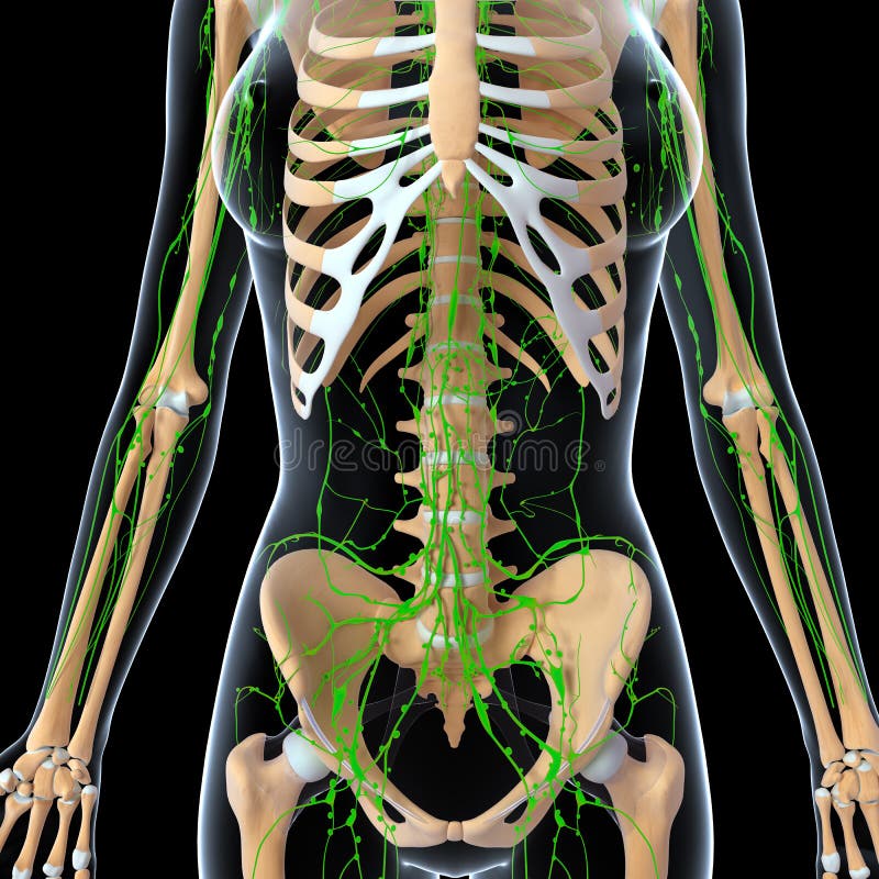 Lymphatic System of Female Body Isolatedwith Black Stock Illustration ...
