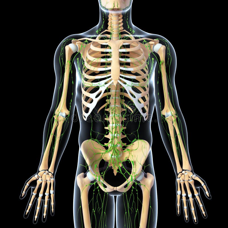 Lymphatic System of Female Body Skeleton Side View Stock Illustration ...