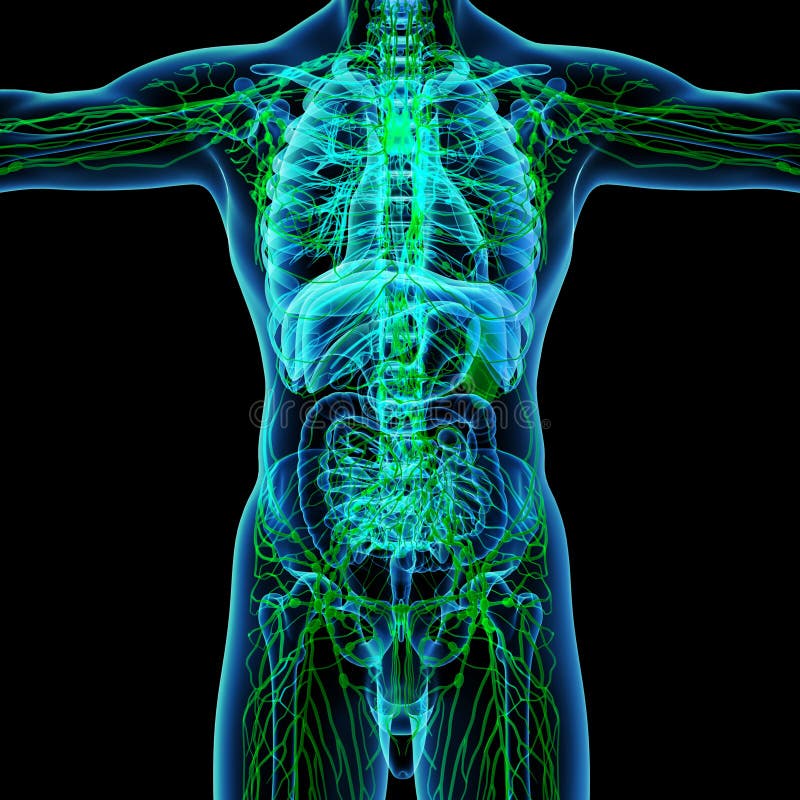 Lymphatic system stock illustration. Illustration of vessel - 35958456