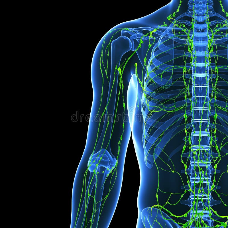 Lymphatic System of Female Body Skeleton Side View Stock Illustration ...