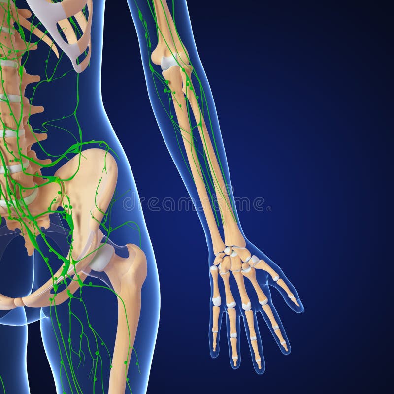 Lymphatic System of Female Body Skeleton Side View Stock Illustration ...