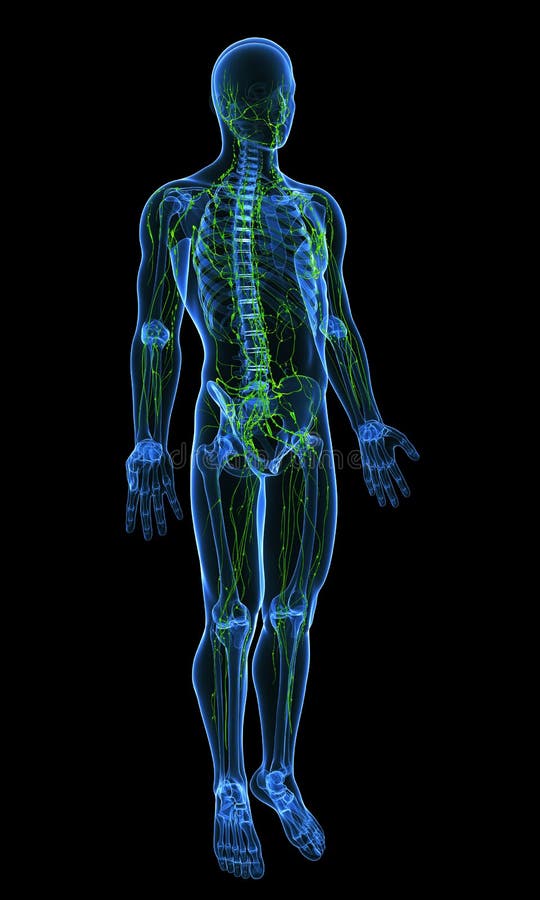 Lymphatic System of Female Body Skeleton Side View Stock Illustration ...