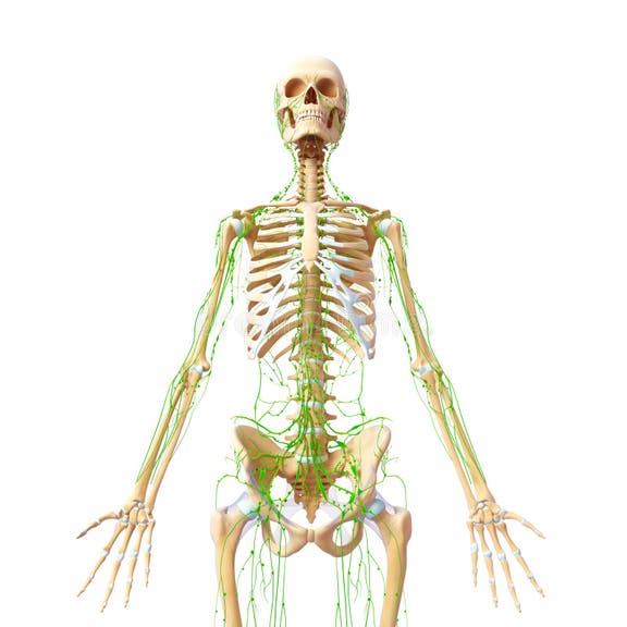 Lymphatic System of Male Full Body Stock Illustration - Illustration of ...