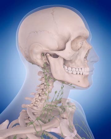 The Lymphatic System - the Neck Stock Illustration - Illustration of ...
