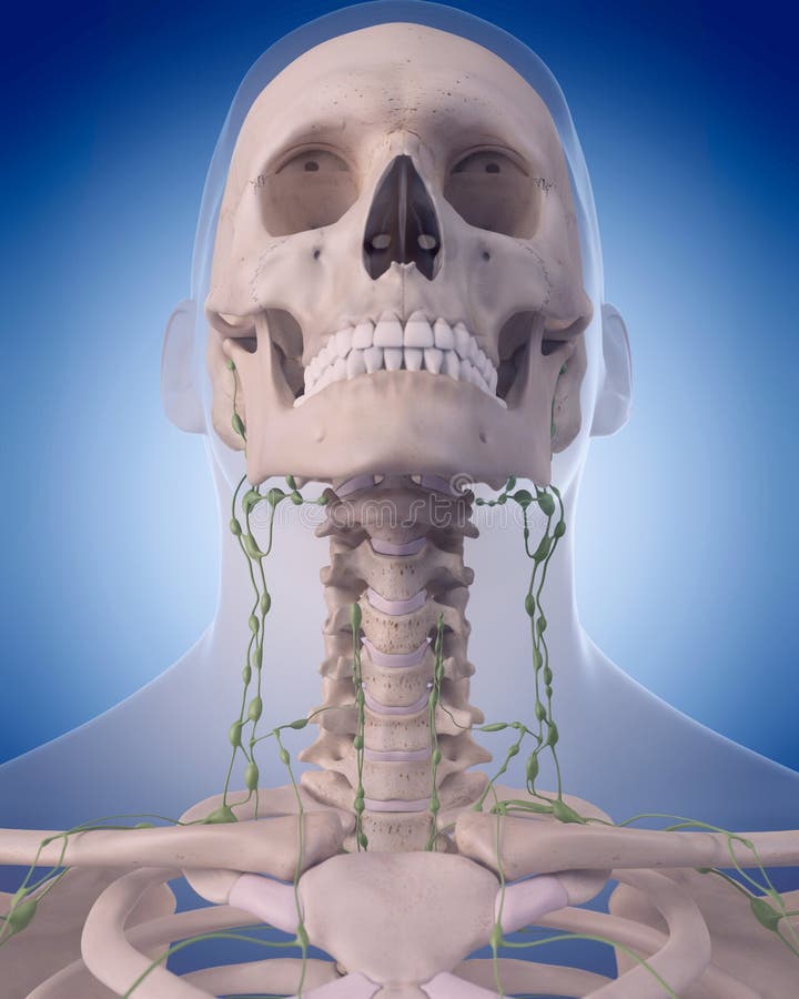 The Lymphatic System - the Neck Stock Illustration - Illustration of ...
