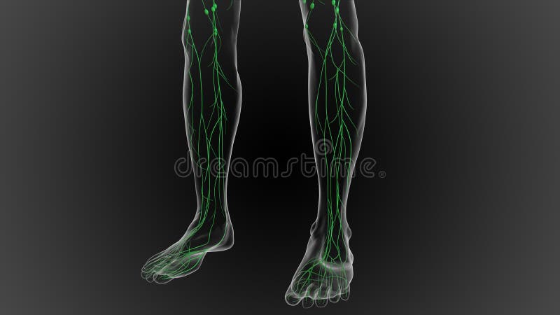 Lymphatic System is a Network of Delicate Tubes Throughout the Body, it ...
