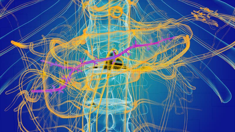 Lymphatic System is a Network of Delicate Tubes Throughout the Body, it ...