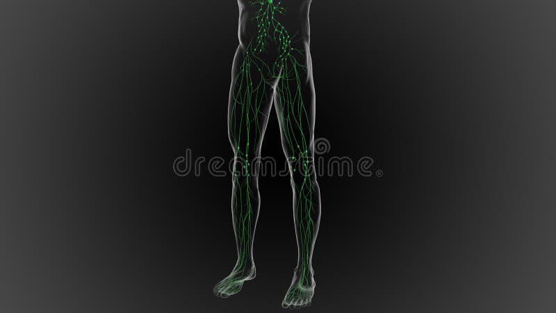 Lymphatic System is a Network of Delicate Tubes Throughout the Body, it ...