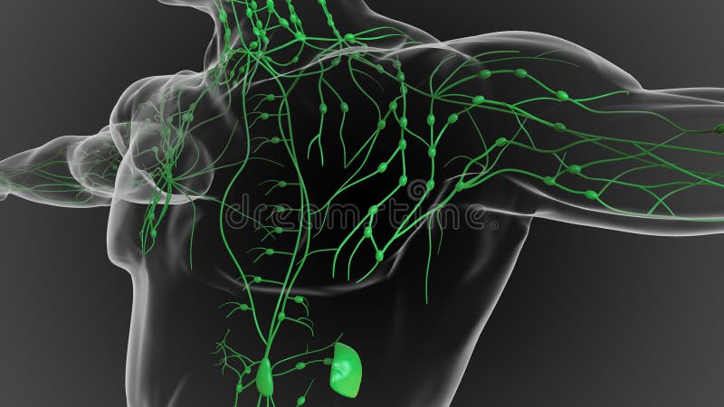 Lymphatic System is a Network of Delicate Tubes Throughout the Body, it ...