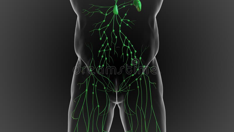 Lymphatic System is a Network of Delicate Tubes Throughout the Body, it ...