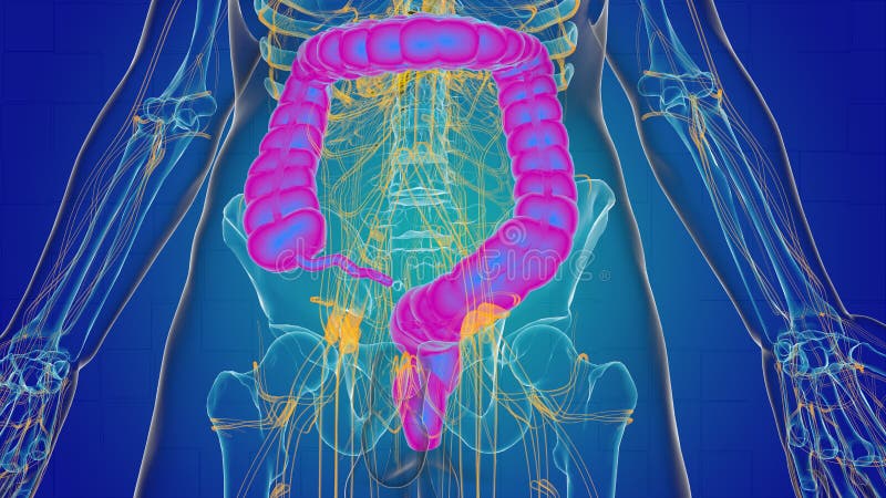 Lymphatic System is a Network of Delicate Tubes Throughout the Body, it ...