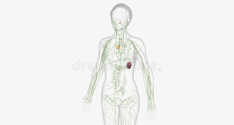 Lymph Nodes are Bean-shaped Organs Distributed Along the Lymphat Stock ...
