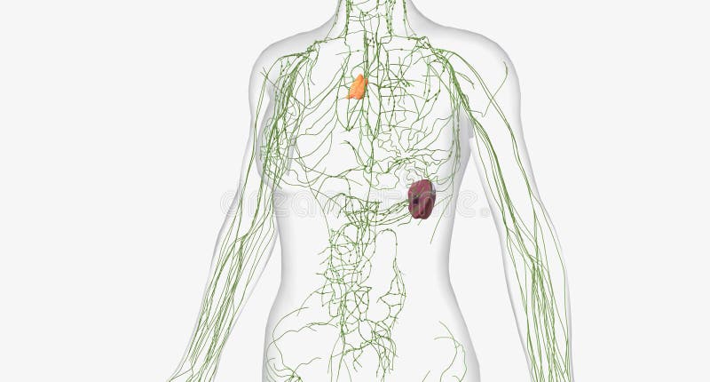 Lymphatic System is a Network of Organs, Tissues, Vessels, and Nodes ...