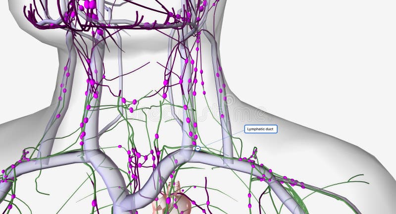 Lymphatic Network Stock Illustrations – 95 Lymphatic Network Stock ...