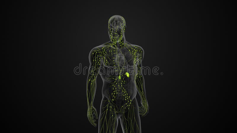 Thoracic Duct Stock Photos - Free & Royalty-Free Stock Photos from ...