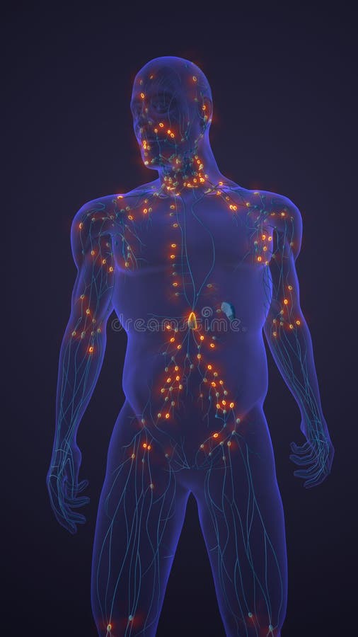 Human Lymphatic System of Vessels and Nodes Stock Illustration ...