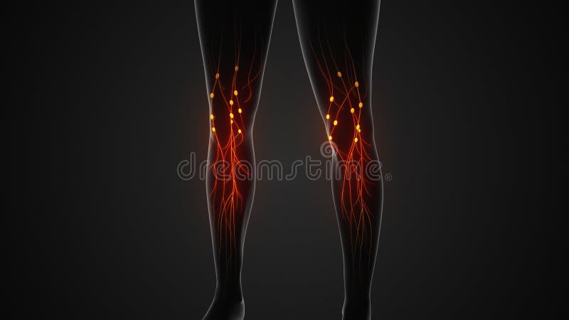 Structure of the Female Lymphatic System Stock Illustration ...