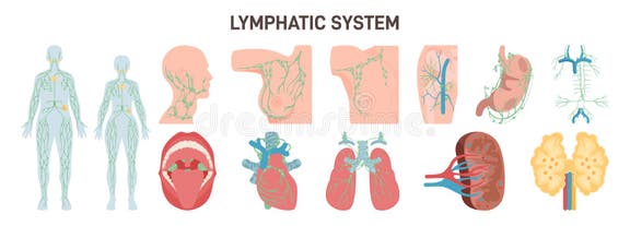 Lymphatic System Nods and Organs. Structure of a Human Lymph Node Stock ...
