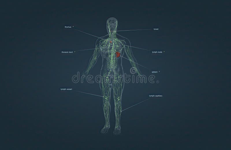 The Lymphatic System a Part of the Immune System in Humans and an Organ ...