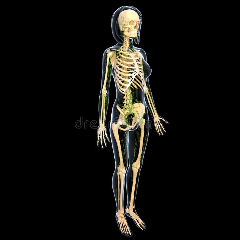 Lymphatic System of Side View of Female Full Body Stock Illustration ...