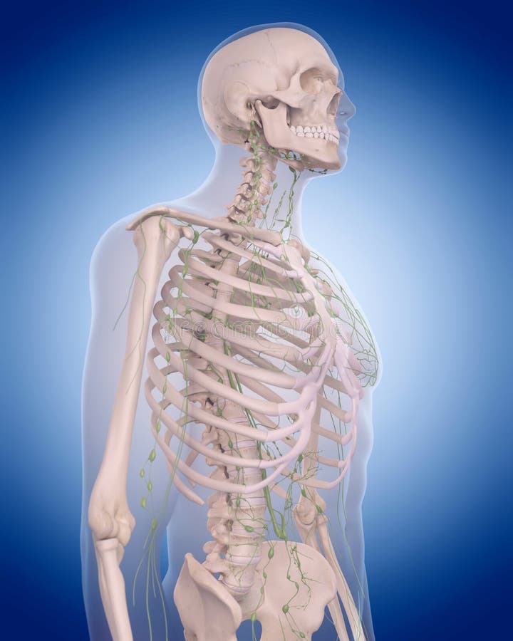 The Lymphatic System - the Thorax Stock Illustration - Illustration of ...