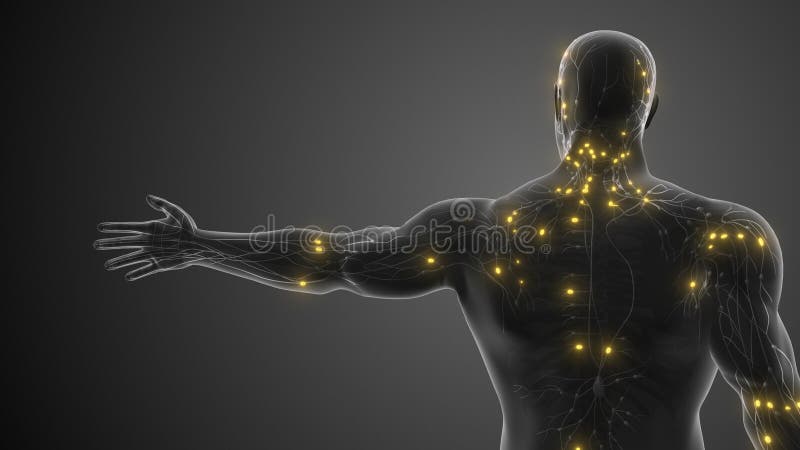 Lymphatic System and Fluid Circulation Shown in Animation Stock ...