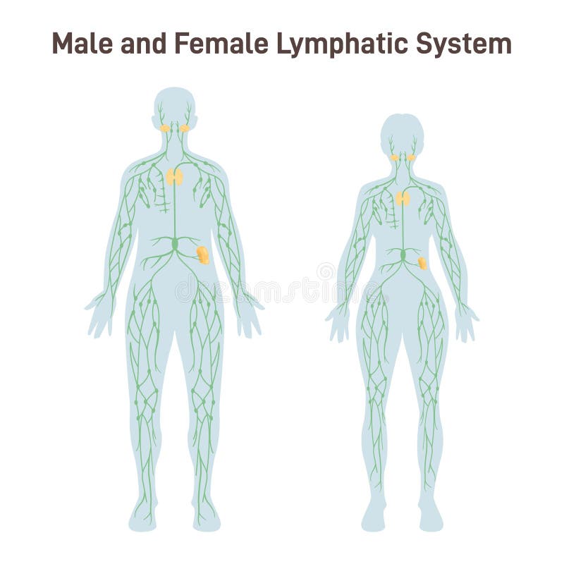 Structure Lymph Node Stock Illustrations 645 Structure Lymph Node Stock Illustrations Vectors