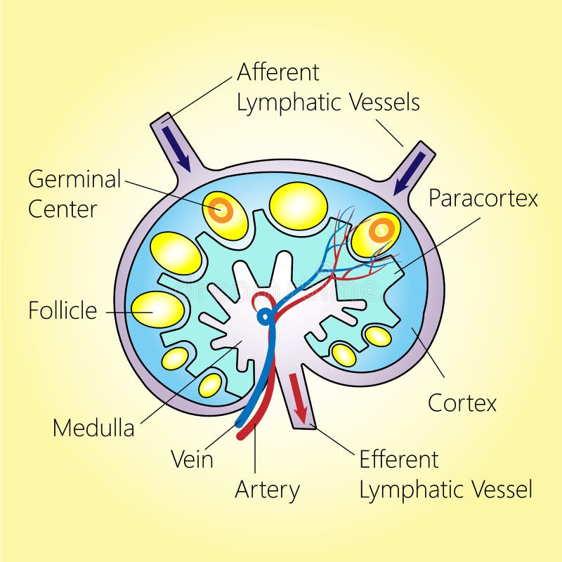 Lymphknoten, Lymphozytenstruktur Vektor Abbildung - Illustration von ...