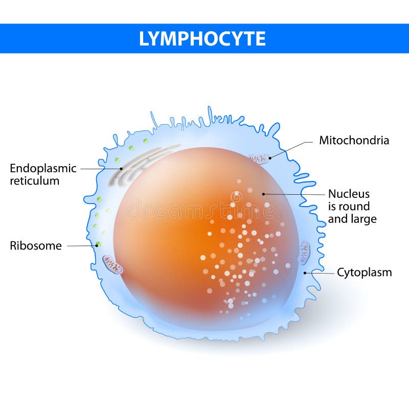 Lymphocyte Stock Vector Image 68633345