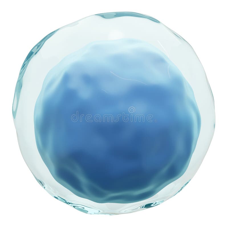 Lymphocyte . White Blood Cells with Transparency Membrane and Large ...